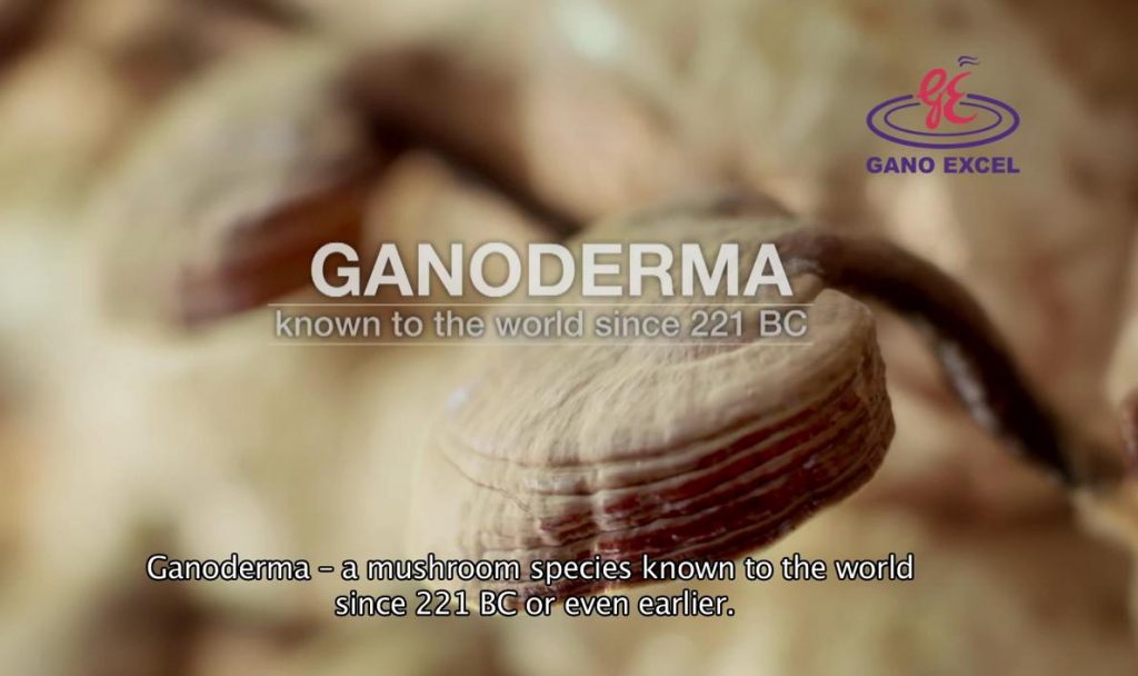 Mi a ganoderma – Gano Excel